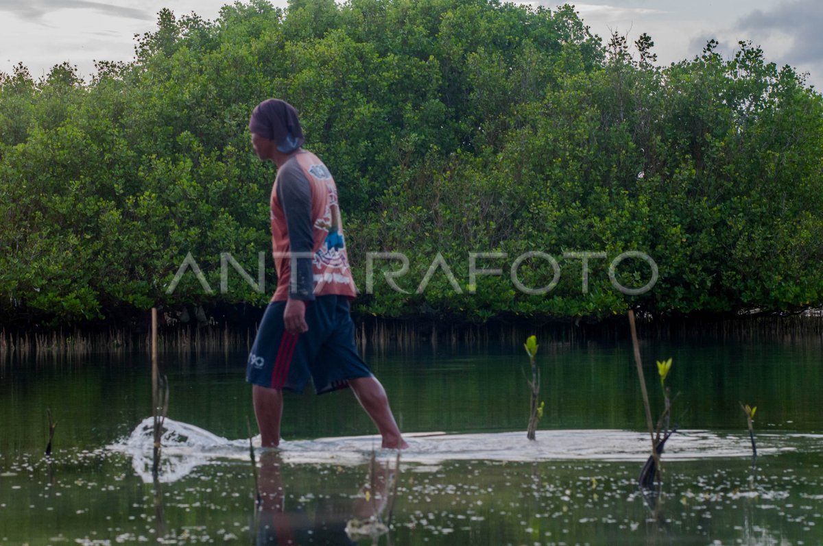 TARGET REHABILITASI MANGROVE | ANTARA Foto