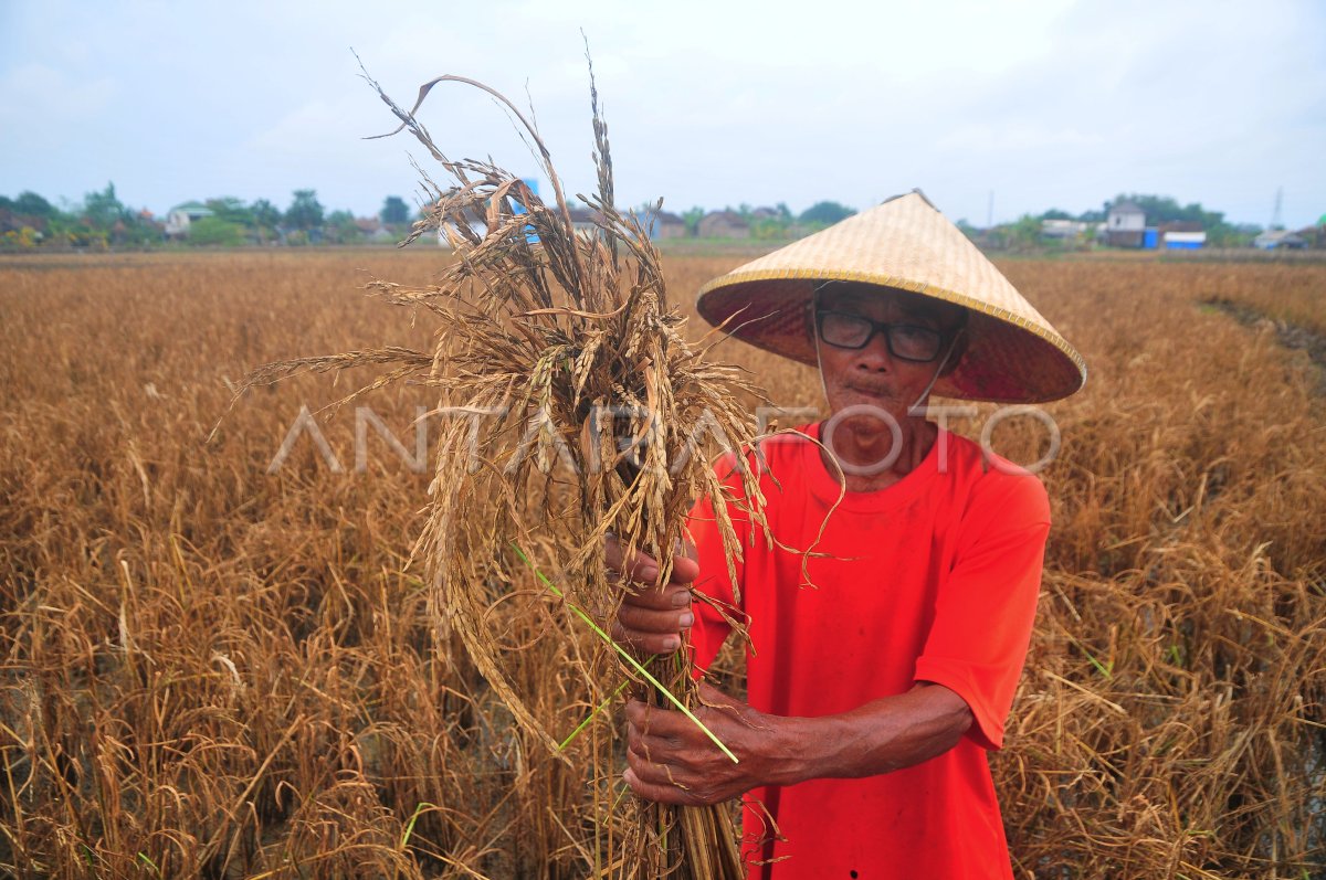 RIBUAN HEKTARE TANAMAN PADI GAGAL PANEN DI KUDUS | ANTARA Foto