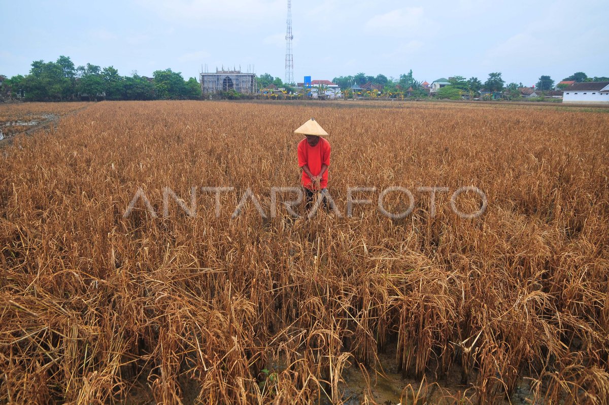RIBUAN HEKTARE TANAMAN PADI GAGAL PANEN DI KUDUS | ANTARA Foto