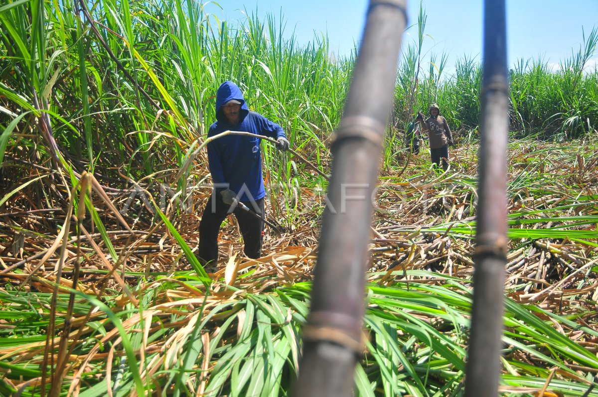 Target swasembada gula nasional di 2024 | ANTARA Foto