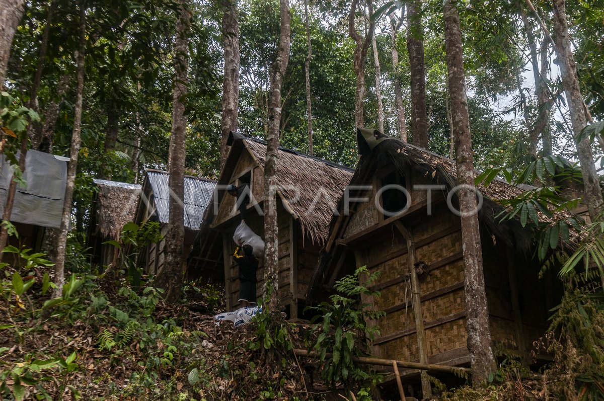 Ketahanan pangan masyarakat Suku Badui | ANTARA Foto Ketahanan pangan masyarakat Suku Badui | ANTARA Foto
