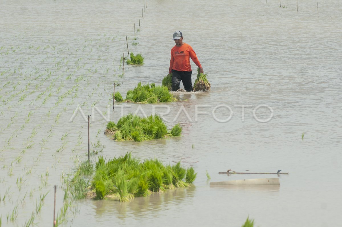 Lahan pertanian terendam banjir di Klaten | ANTARA Foto