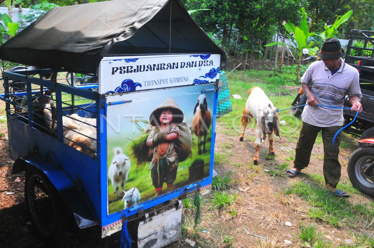 Jasa ojek kambing jelang Idul Adha | ANTARA Foto Jasa ojek kambing jelang Idul Adha | ANTARA Foto
