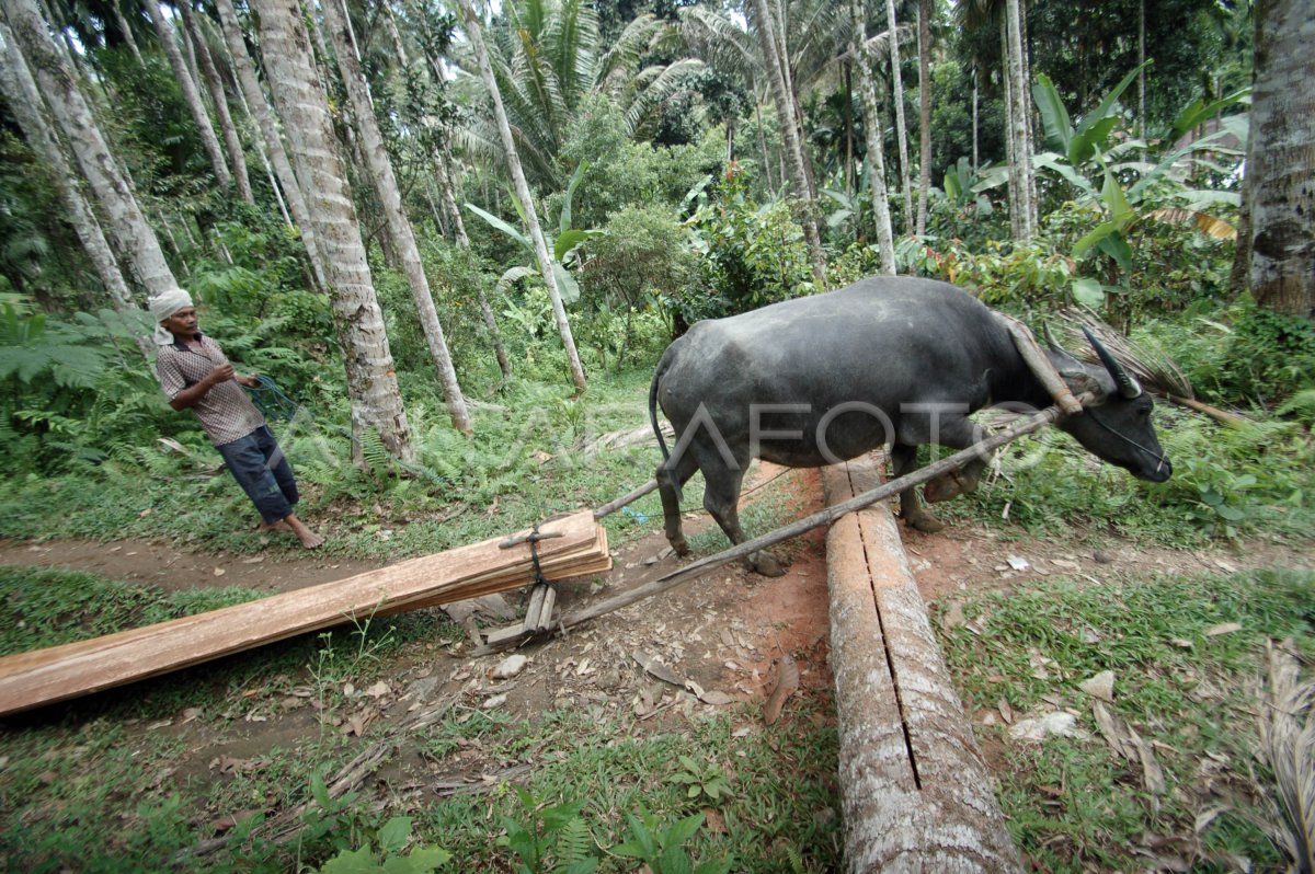 KERBAU PEMBAWA KAYU | ANTARA Foto KERBAU PEMBAWA KAYU | ANTARA Foto