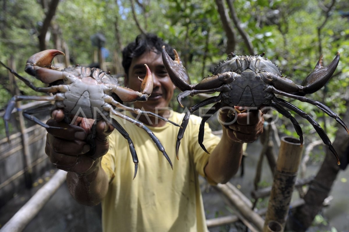 KEPITING BAKAU | ANTARA Foto