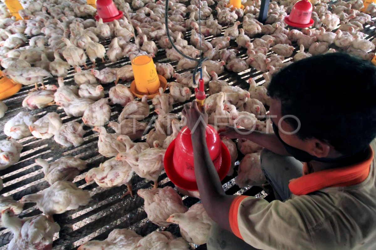 PETERNAKAN AYAM POTONG ACEH | ANTARA Foto