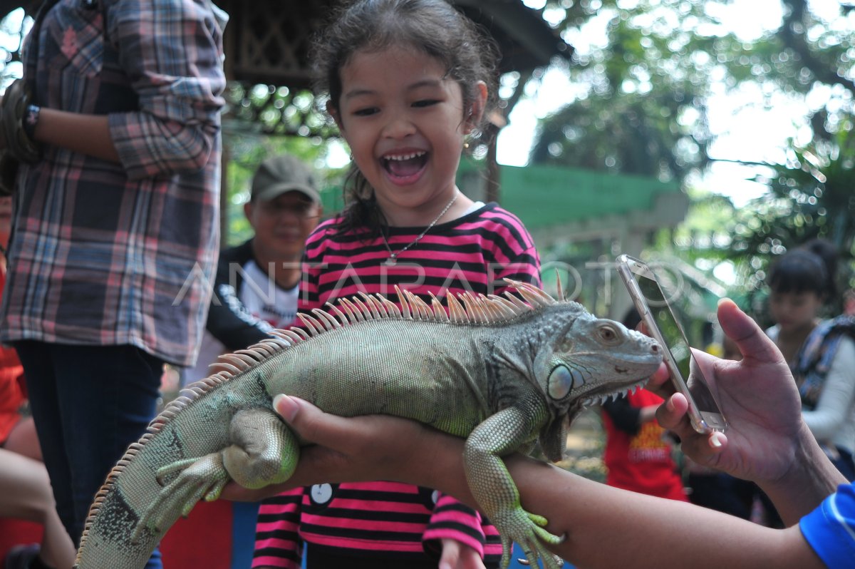 EDUKASI REPTIL PADA MASYARAKAT | ANTARA Foto