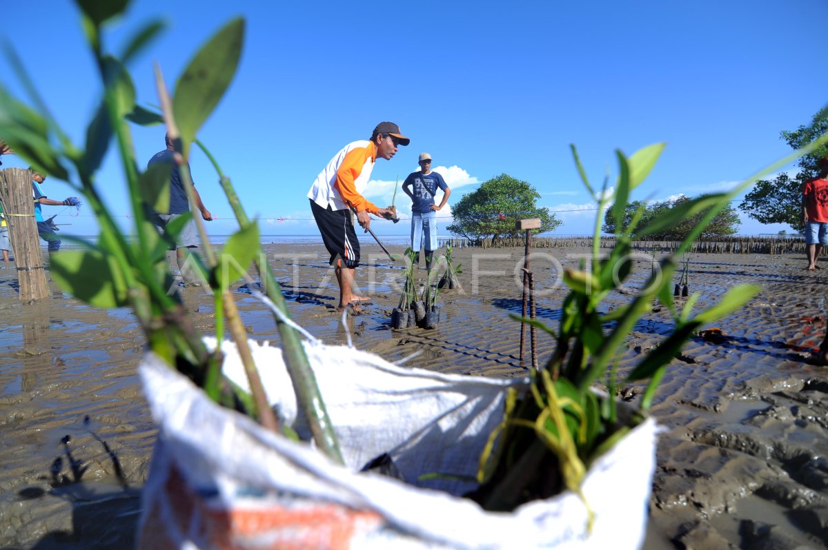 TANAM MANGROVE DI PAMEKASAN | ANTARA Foto