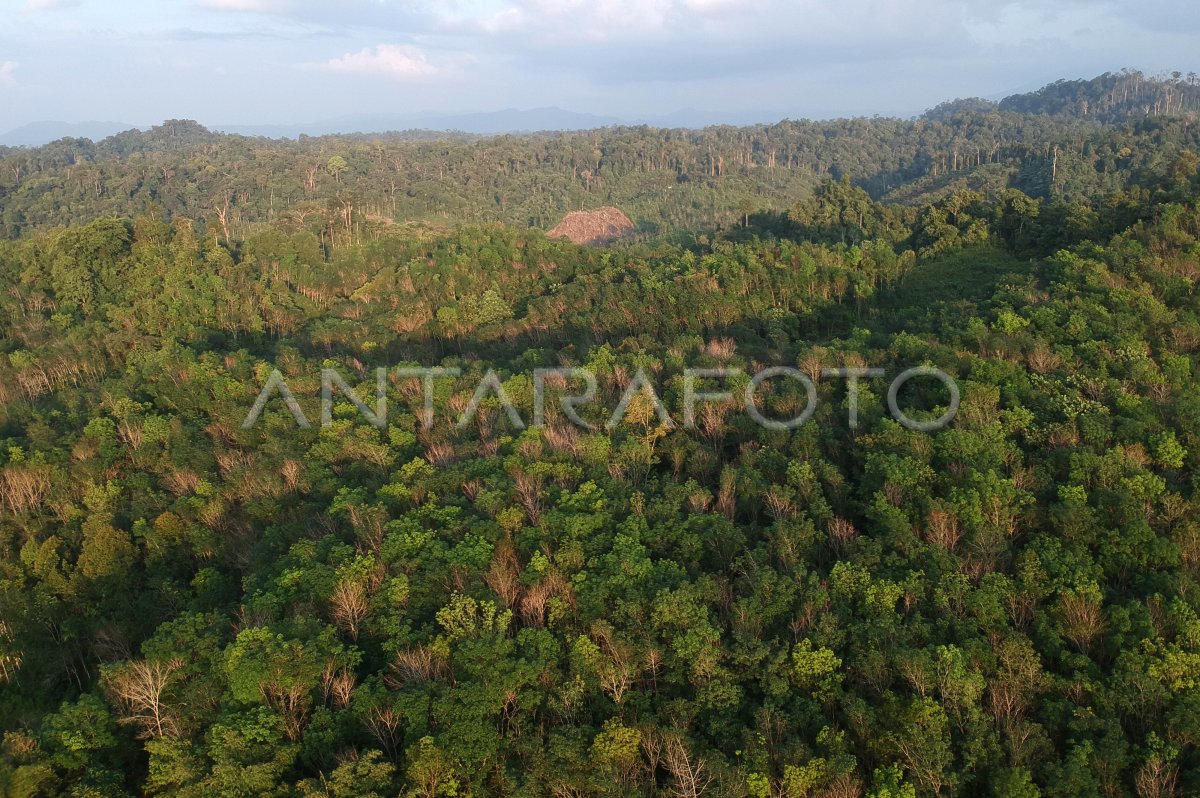 HUTAN DESA PENYANGGA TAMAN NASIONAL KERINCI SEBLAT | ANTARA Foto