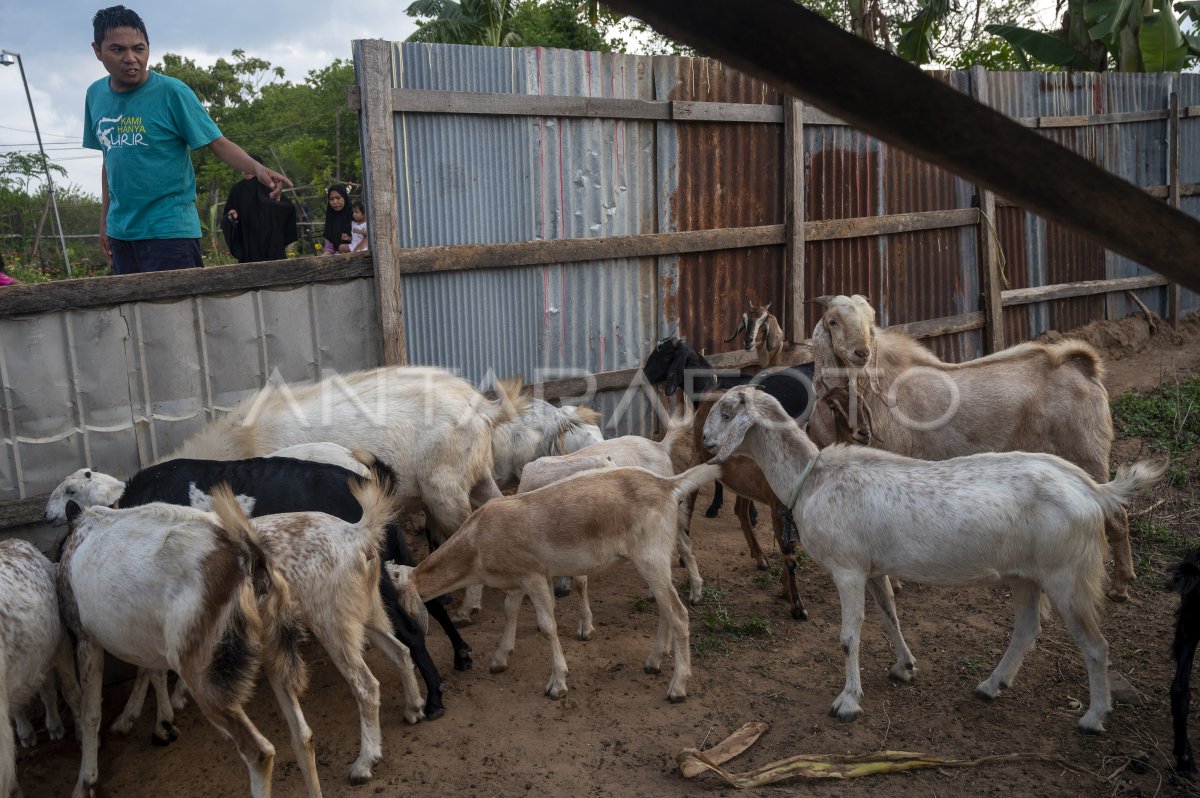 PEMENUHAN TARGET PRODUKSI DAGING KAMBING | ANTARA Foto