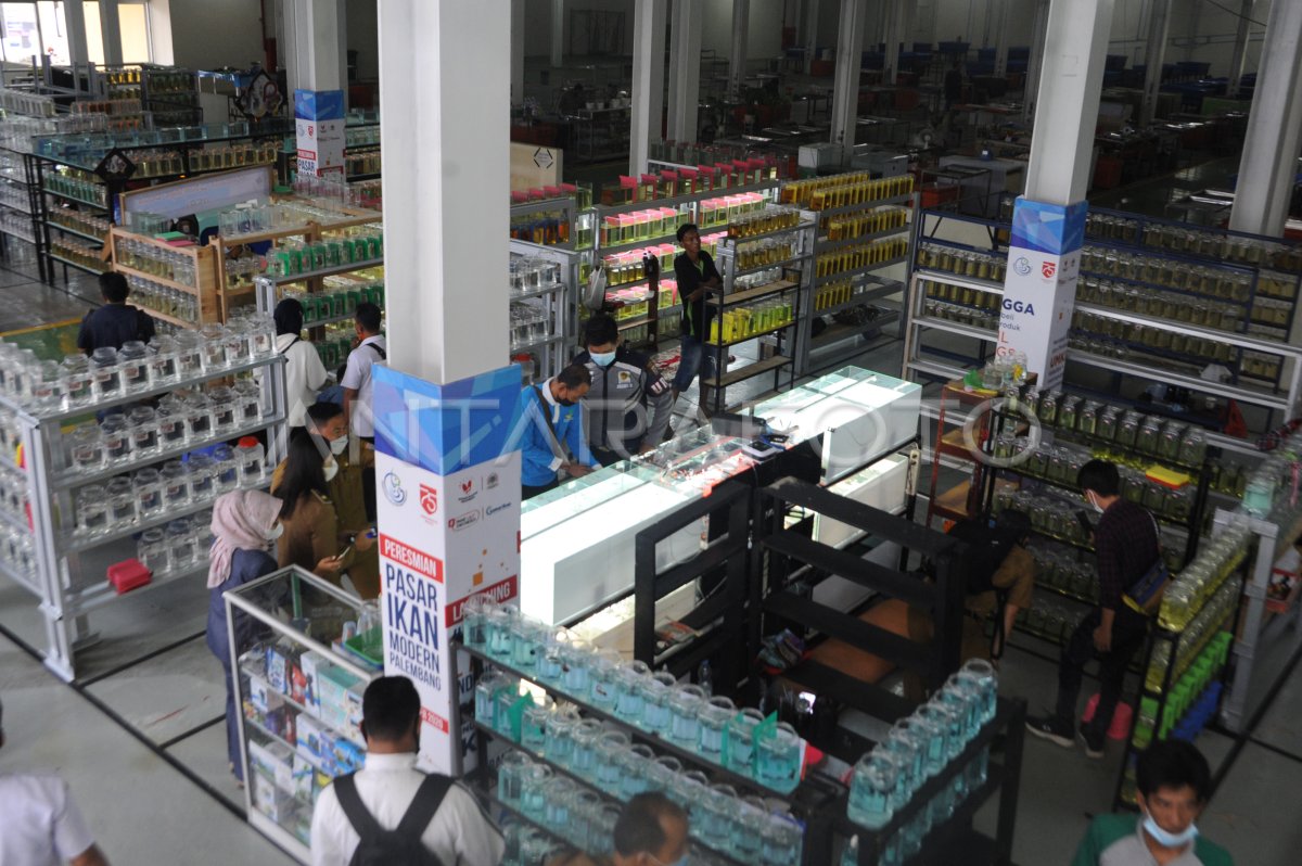 PEDAGANG IKAN HIAS ISI LAPAK PASAR IKAN MODERN PALEMBANG | ANTARA Foto PEDAGANG IKAN HIAS ISI LAPAK PASAR IKAN MODERN PALEMBANG | ANTARA Foto