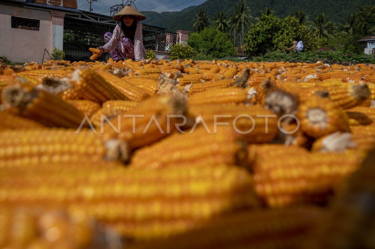 HARGA JAGUNG DI TINGKAT PETANI NAIK | ANTARA Foto