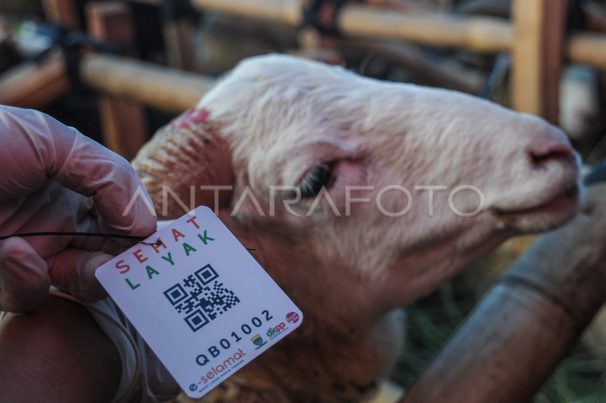 PEMERIKSAAN KESEHATAN HEWAN KURBAN | ANTARA Foto PEMERIKSAAN KESEHATAN HEWAN KURBAN | ANTARA Foto