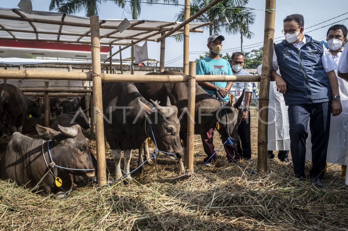 GUBERNUR DKI TINJAU PENJUALAN SAPI KURBAN | ANTARA Foto GUBERNUR DKI TINJAU PENJUALAN SAPI KURBAN | ANTARA Foto