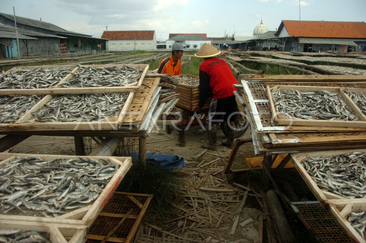 PRODUKSI IKAN ASIN REBUS DI TEGAL | ANTARA Foto