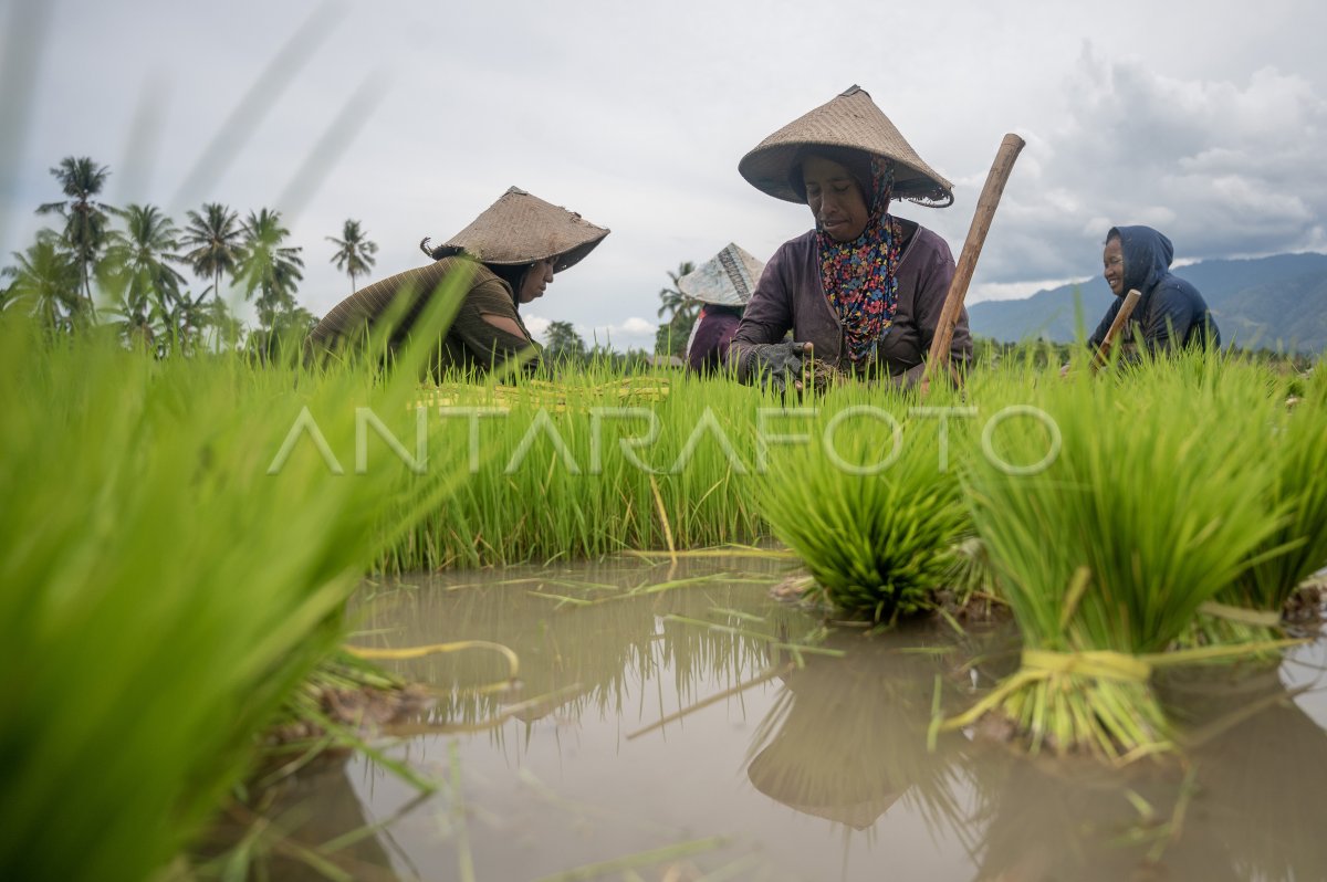 Persiapan tanam padi di Sigi | ANTARA Foto
