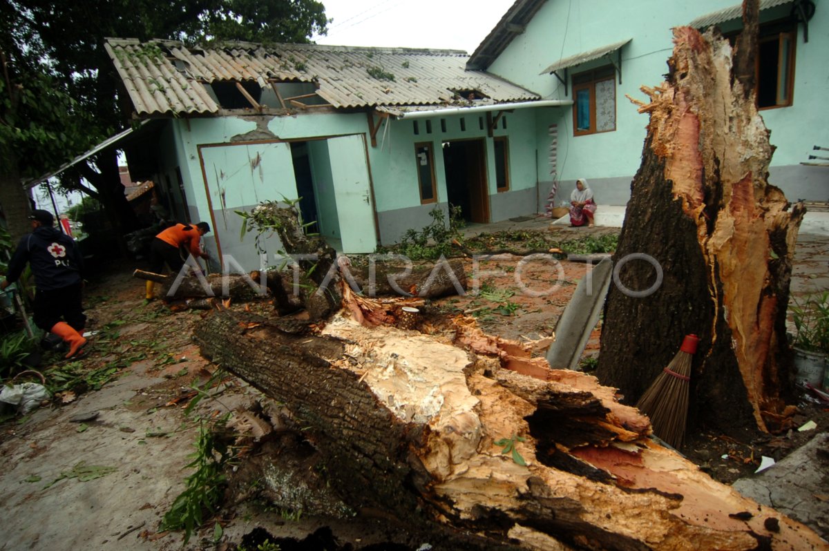 Pohon tumbang timpa rumah | ANTARA Foto Pohon tumbang timpa rumah | ANTARA Foto