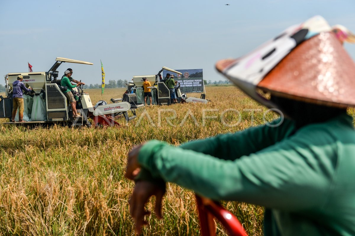 Panen padi program ketahanan pangan nasional | ANTARA Foto