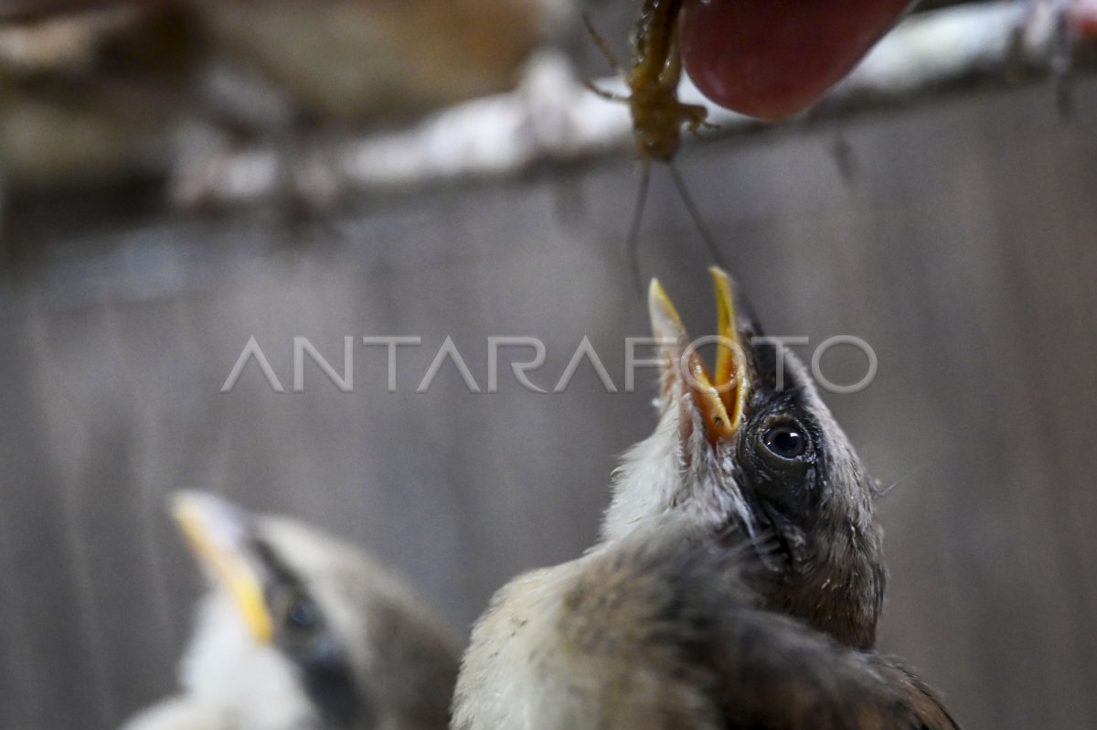 Pasar Burung Pramuka Jakarta | ANTARA Foto