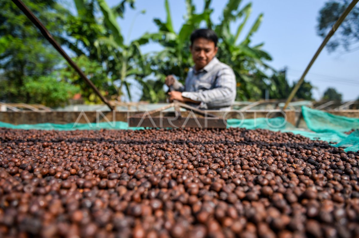 Proyeksi produksi kopi Indonesia | ANTARA Foto