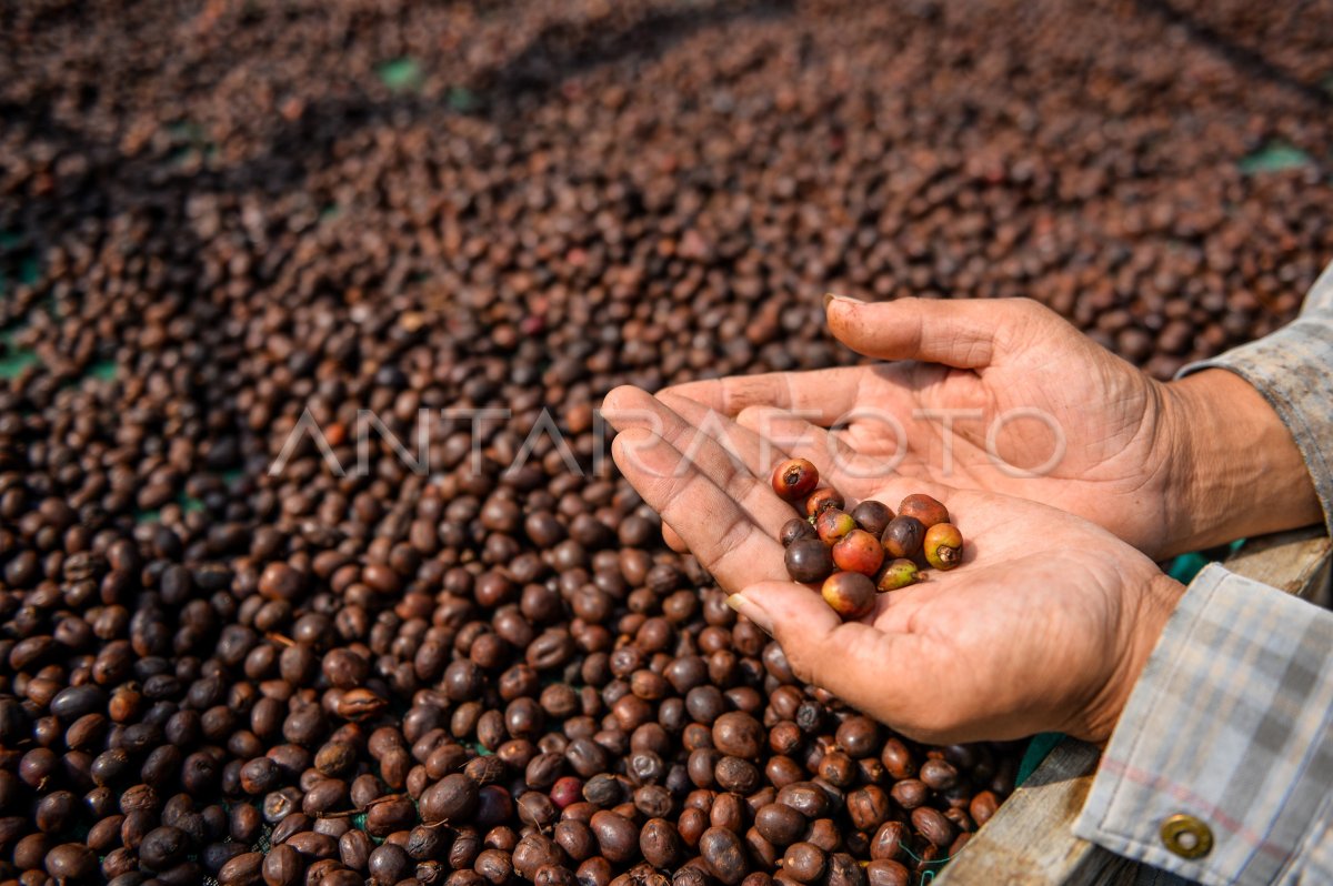 Proyeksi produksi kopi Indonesia | ANTARA Foto Proyeksi produksi kopi Indonesia | ANTARA Foto