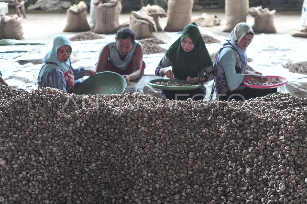 Pelepasan ekspor pinang ke Arab Saudi dan Bangladesh | ANTARA Foto