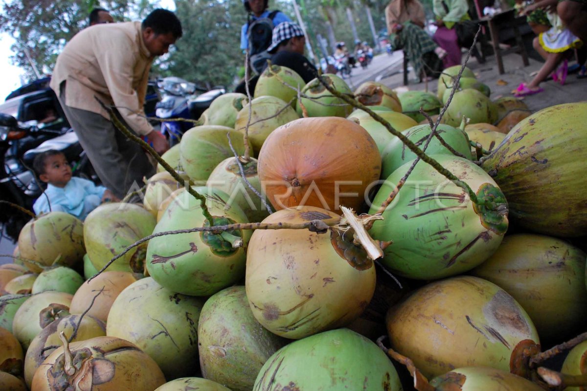 Buah Kelapa