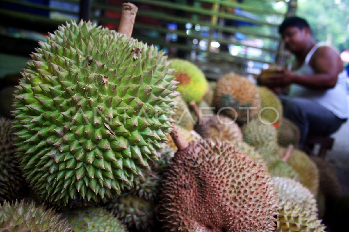 DURIAN | ANTARA Foto