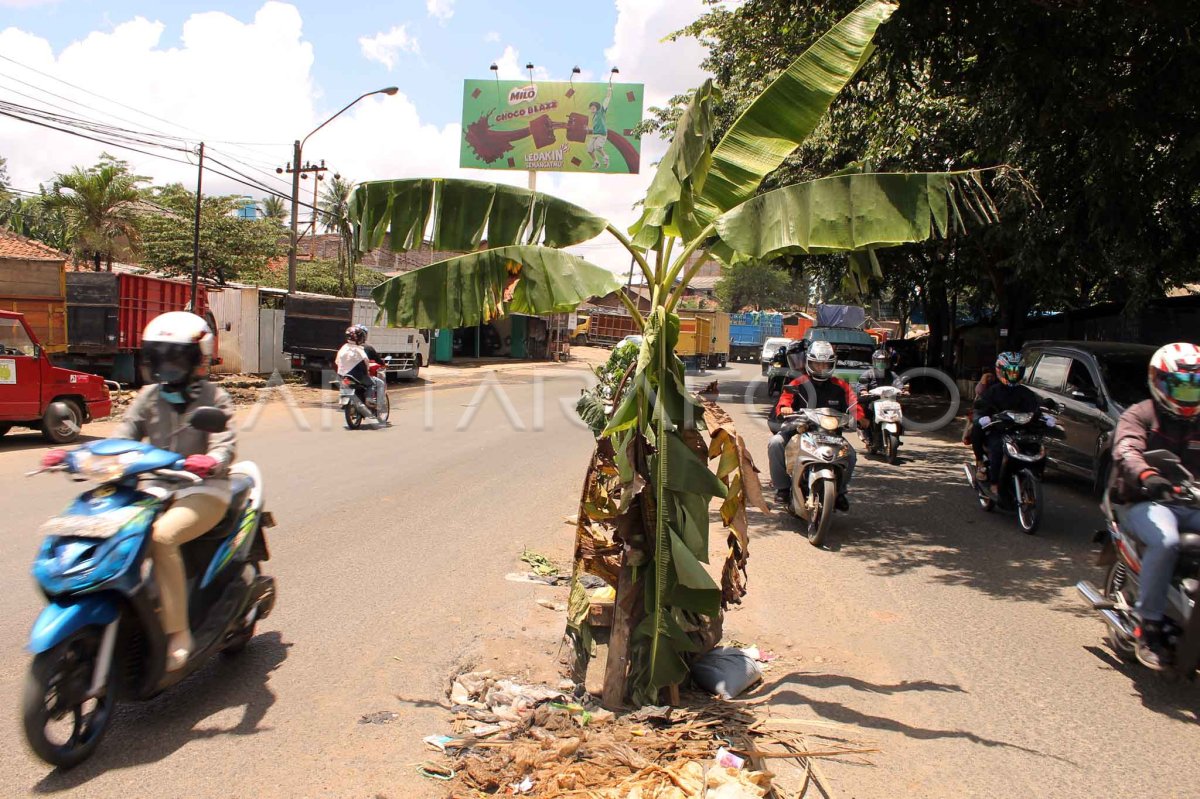 JALAN DITANAMI POHON PISANG | ANTARA Foto JALAN DITANAMI POHON PISANG | ANTARA Foto