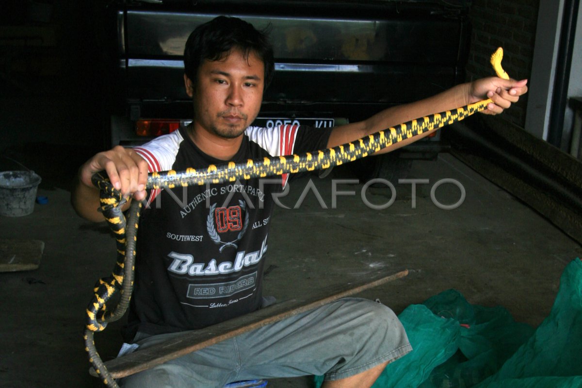 KULIT ULAR | ANTARA Foto