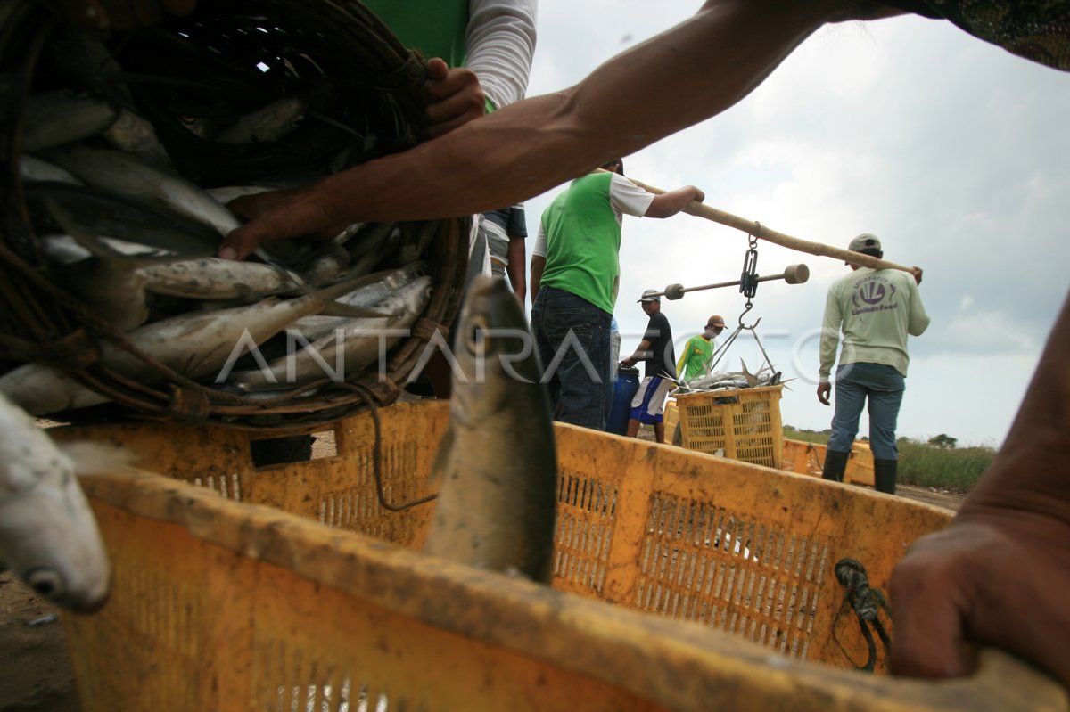 PANEN IKAN BANDENG | ANTARA Foto PANEN IKAN BANDENG | ANTARA Foto