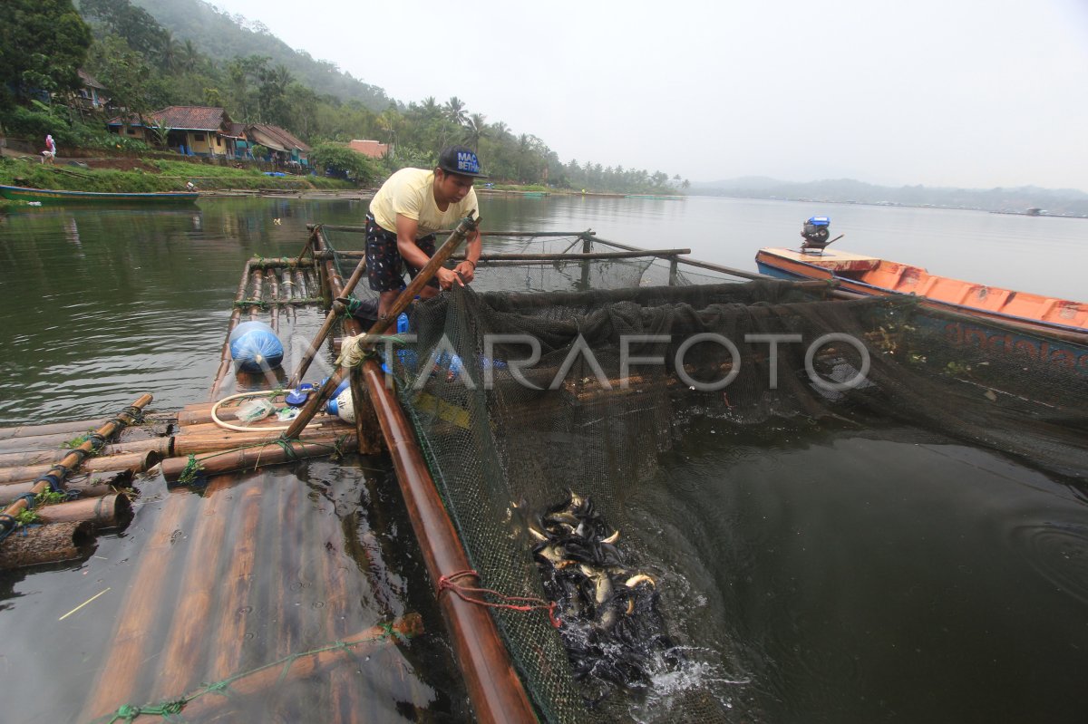 BUDIDAYA IKAN AIR TAWAR | ANTARA Foto BUDIDAYA IKAN AIR TAWAR | ANTARA Foto