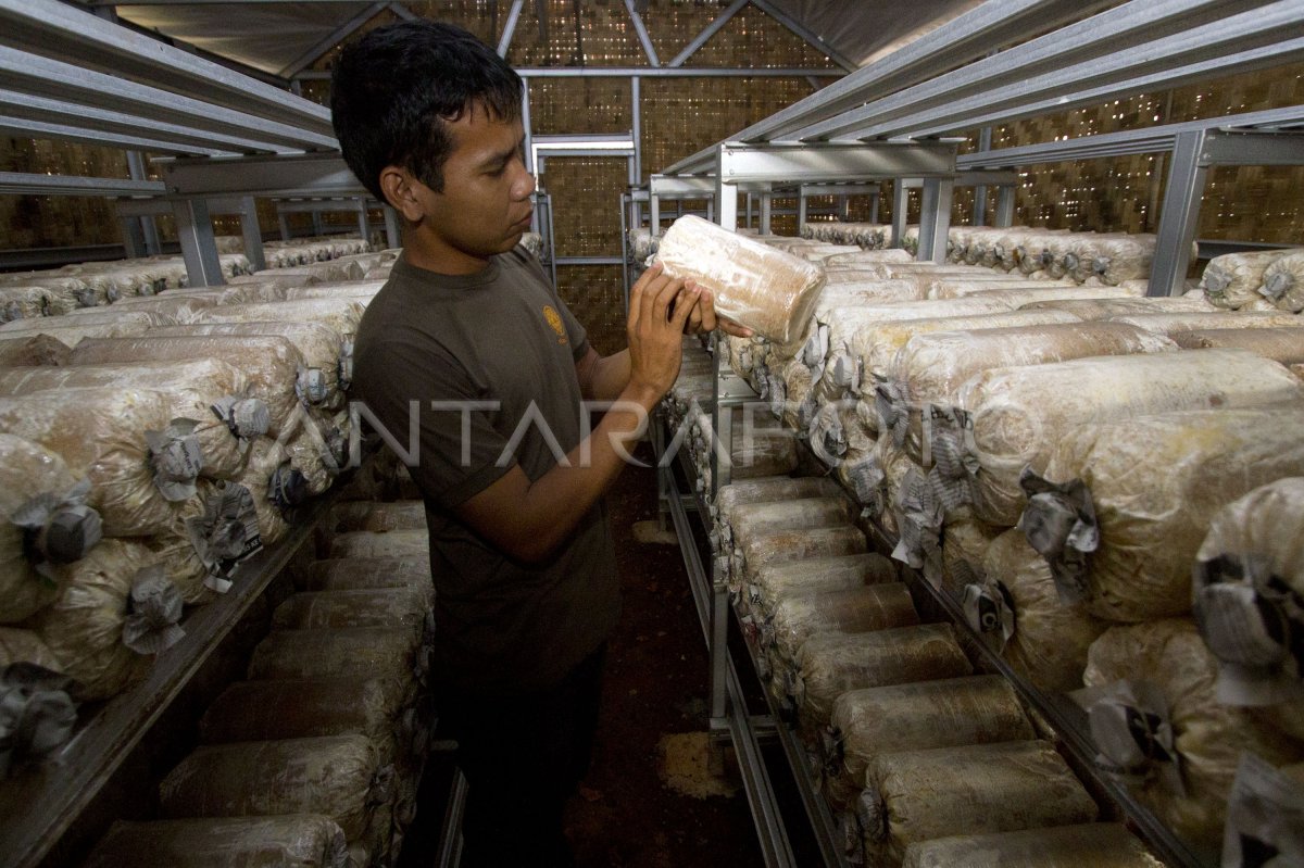 BUDIDAYA JAMUR TIRAM | ANTARA Foto
