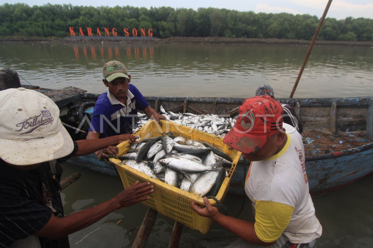 PANEN IKAN BANDENG | ANTARA Foto PANEN IKAN BANDENG | ANTARA Foto