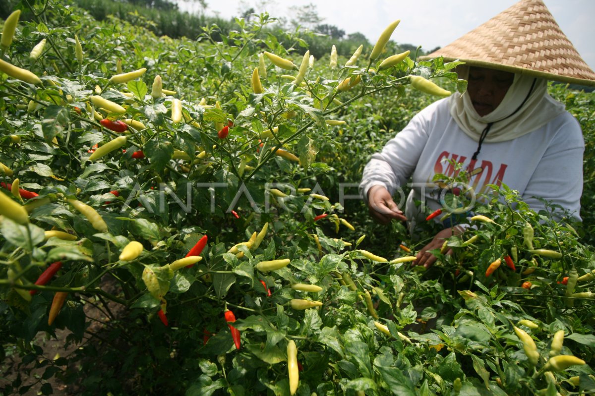 HARGA CABAI RAWIT NAIK | ANTARA Foto