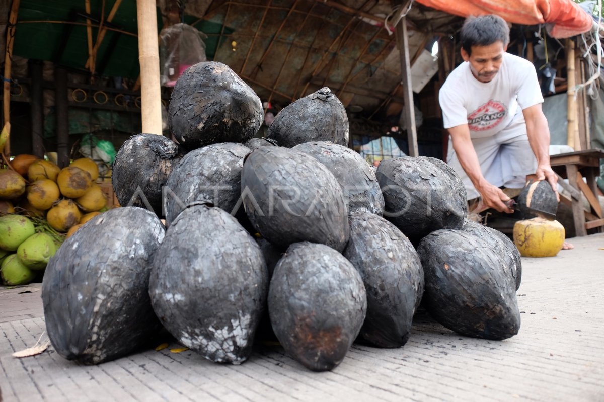 MINUMAN KELAPA BAKAR | ANTARA Foto MINUMAN KELAPA BAKAR | ANTARA Foto