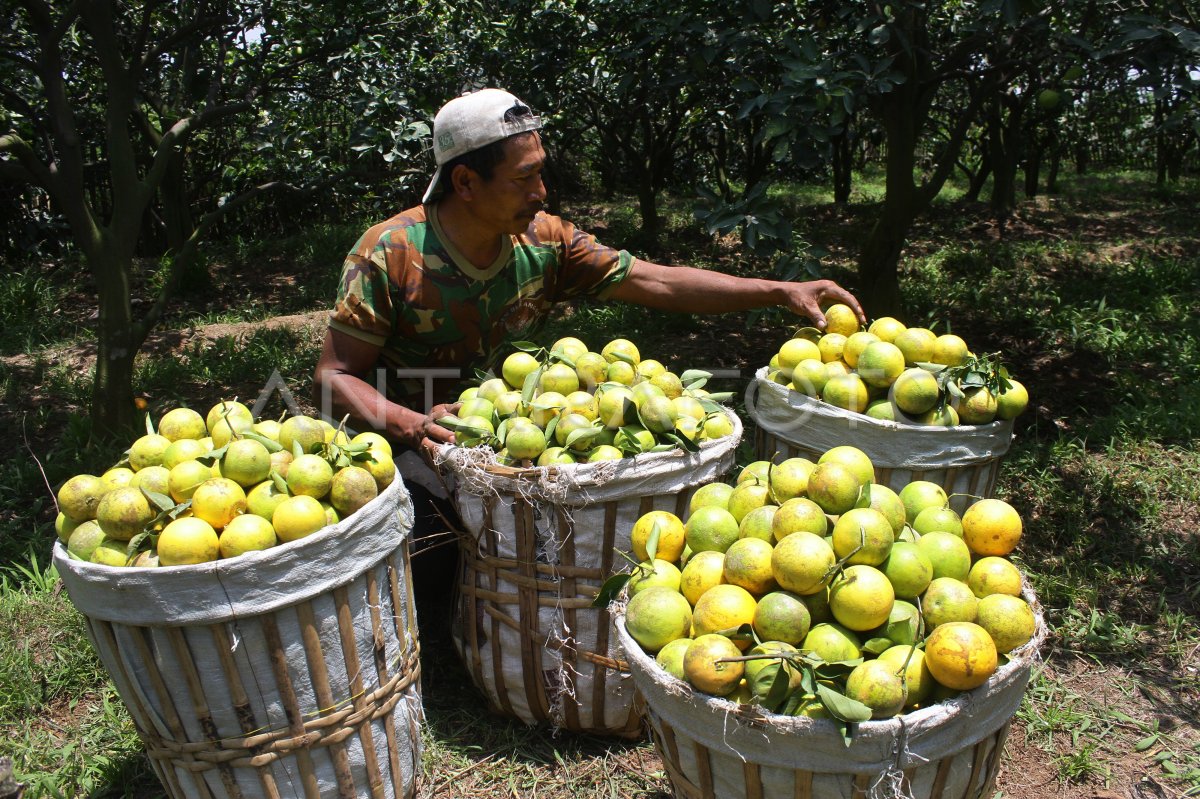GENJOT PRODUKSI JERUK LOKAL | ANTARA Foto GENJOT PRODUKSI JERUK LOKAL | ANTARA Foto