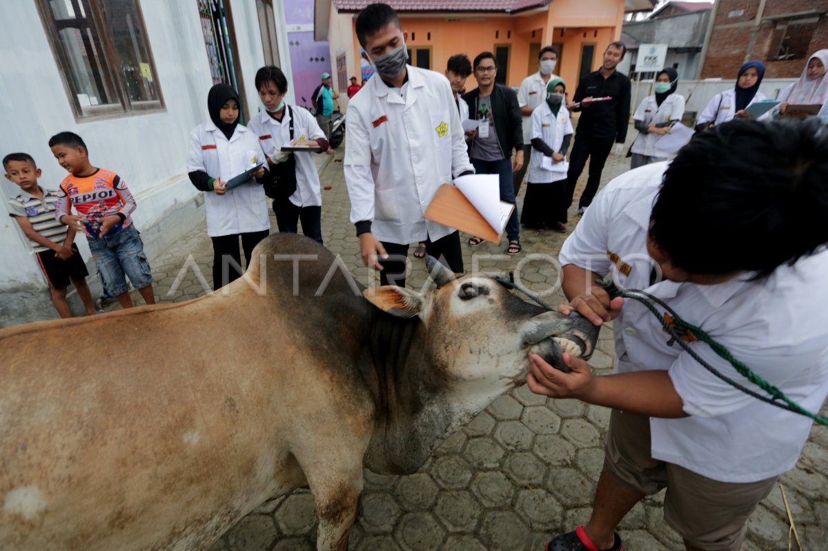 PEMERIKSAAN KESEHATAN HEWAN KURBAN | ANTARA Foto PEMERIKSAAN KESEHATAN HEWAN KURBAN | ANTARA Foto
