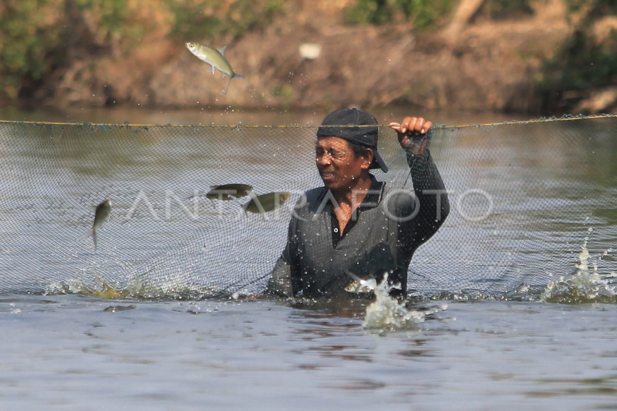 PANEN IKAN BANDENG | ANTARA Foto PANEN IKAN BANDENG | ANTARA Foto