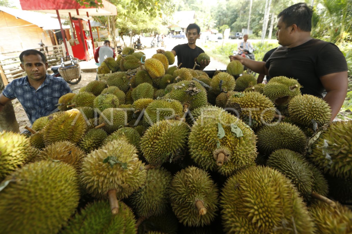 PANEN DURIAN LOKAL | ANTARA Foto