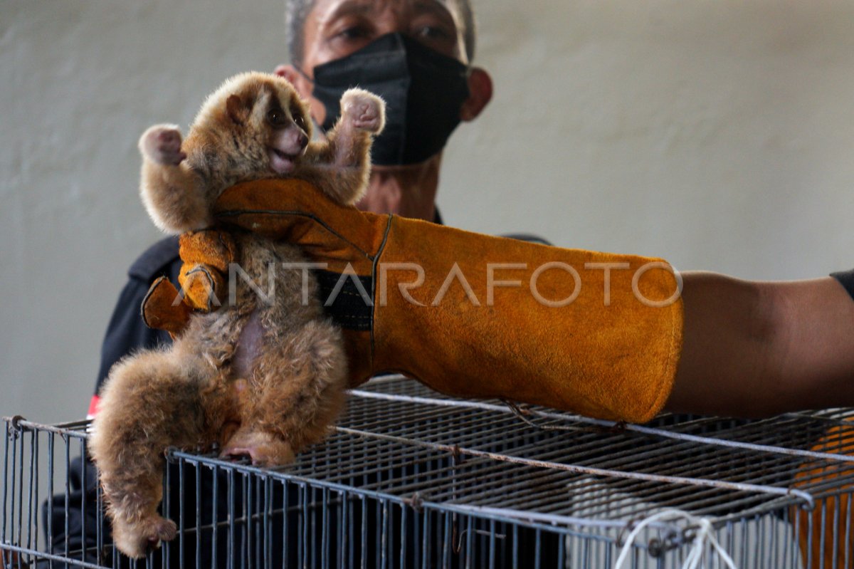 KASUS PERNIAGAAN SATWA DILINDUNGI | ANTARA Foto