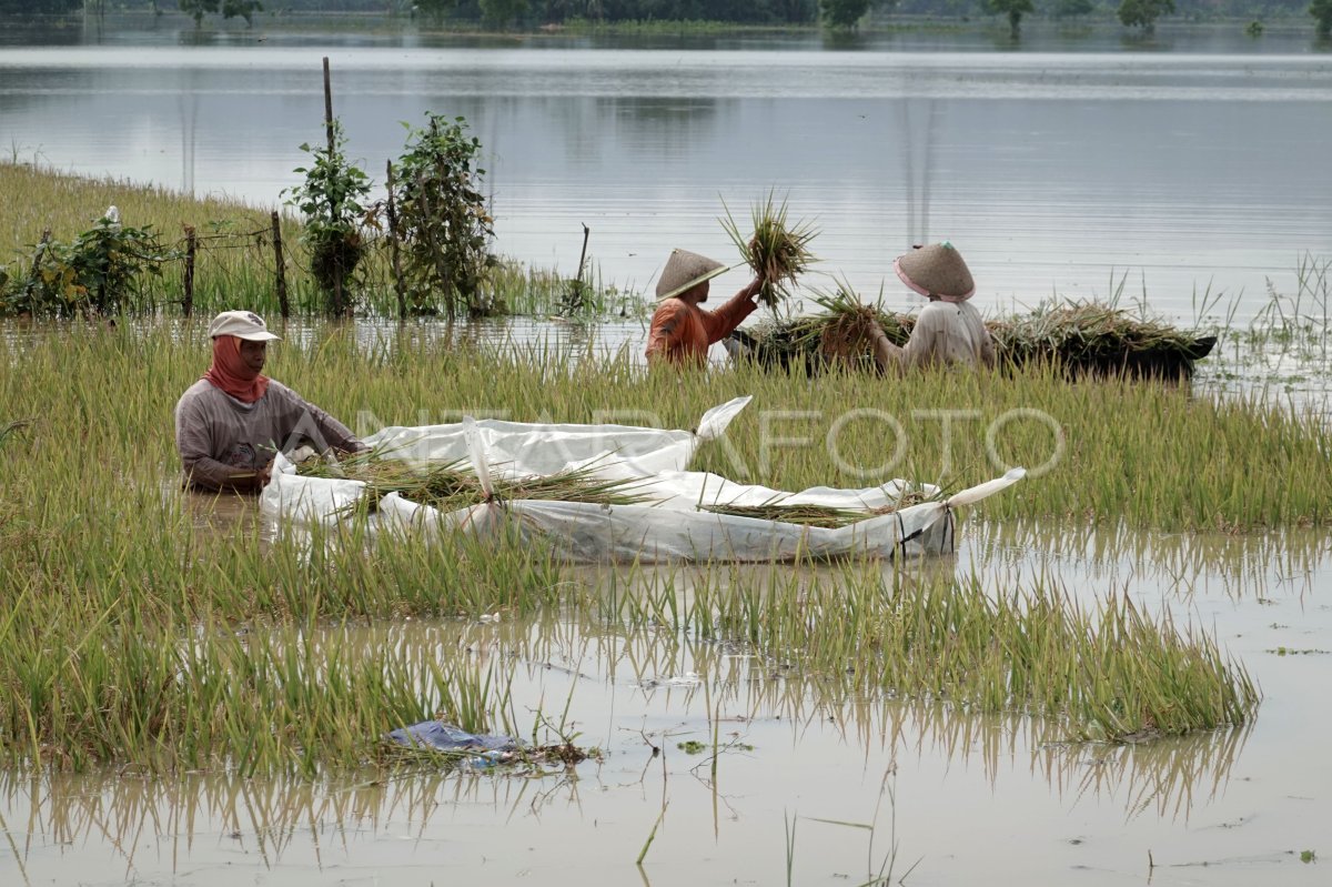 PETANI GAGAL PANEN AKIBAT BANJIR DI BANYUMAS | ANTARA Foto