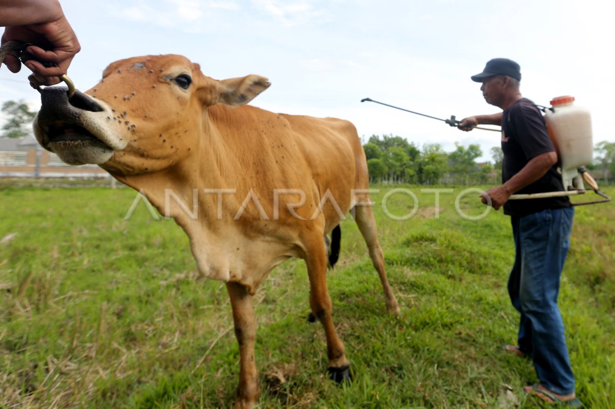 PENGOBATAN SAPI TERJANGKIT PMK DI ACEH | ANTARA Foto PENGOBATAN SAPI TERJANGKIT PMK DI ACEH | ANTARA Foto