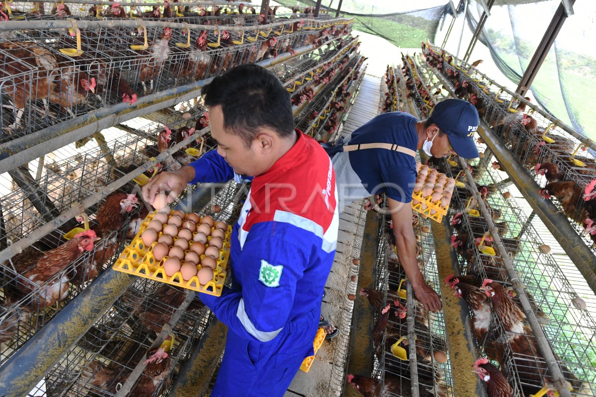 PEMBINAAN PETERNAKAN AYAM PETELUR | ANTARA Foto