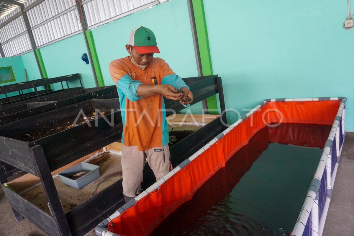 BUDIDAYA MAGGOT PENGURAI SAMPAH DI PEKALONGAN | ANTARA Foto BUDIDAYA MAGGOT PENGURAI SAMPAH DI PEKALONGAN | ANTARA Foto