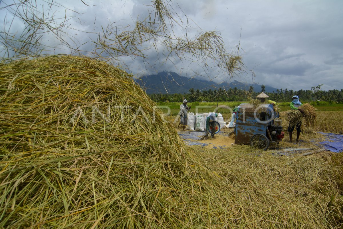PENYERAPAN PADI LOKAL SAAT MUSIM PANEN RAYA | ANTARA Foto