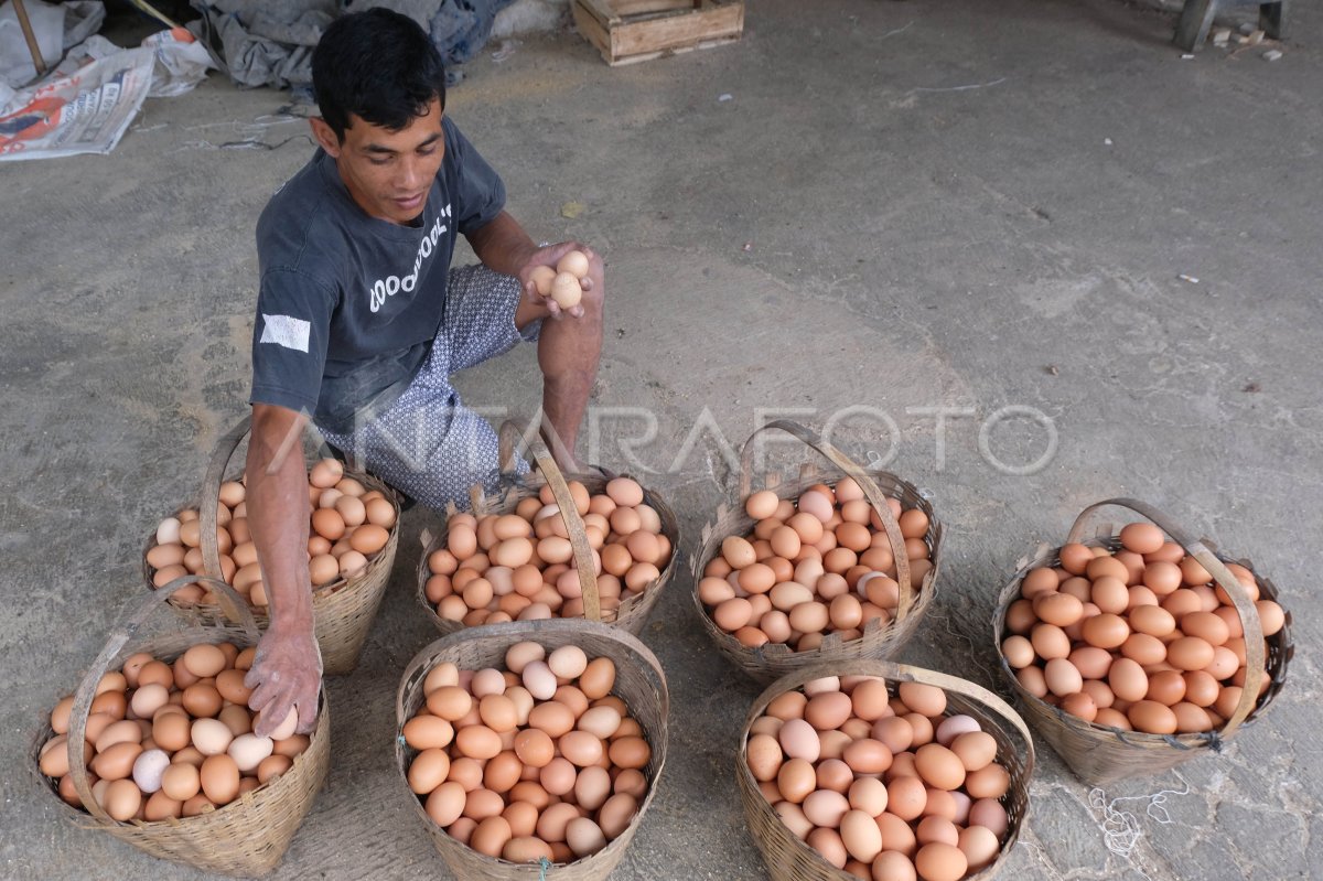 Harga telur ayam melonjak | ANTARA Foto Harga telur ayam melonjak | ANTARA Foto