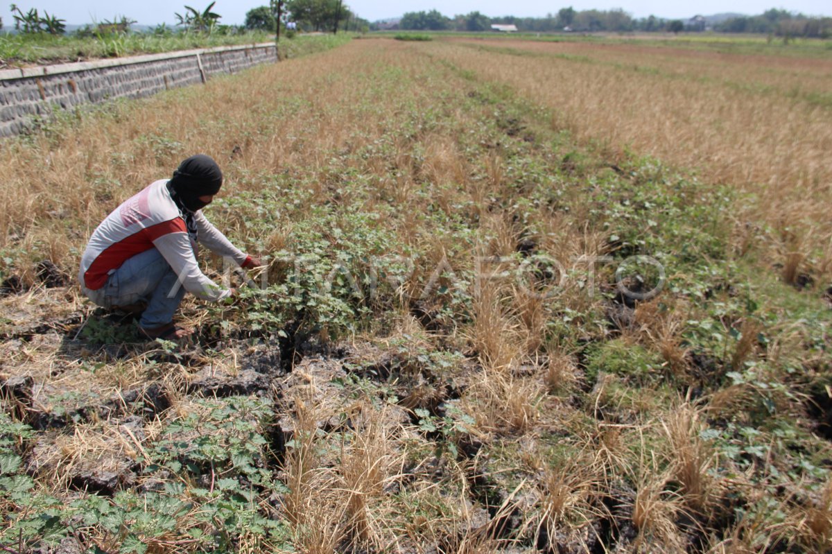 Gagal panen padi karena kekurangan pasokan air | ANTARA Foto Gagal panen padi karena kekurangan pasokan air | ANTARA Foto