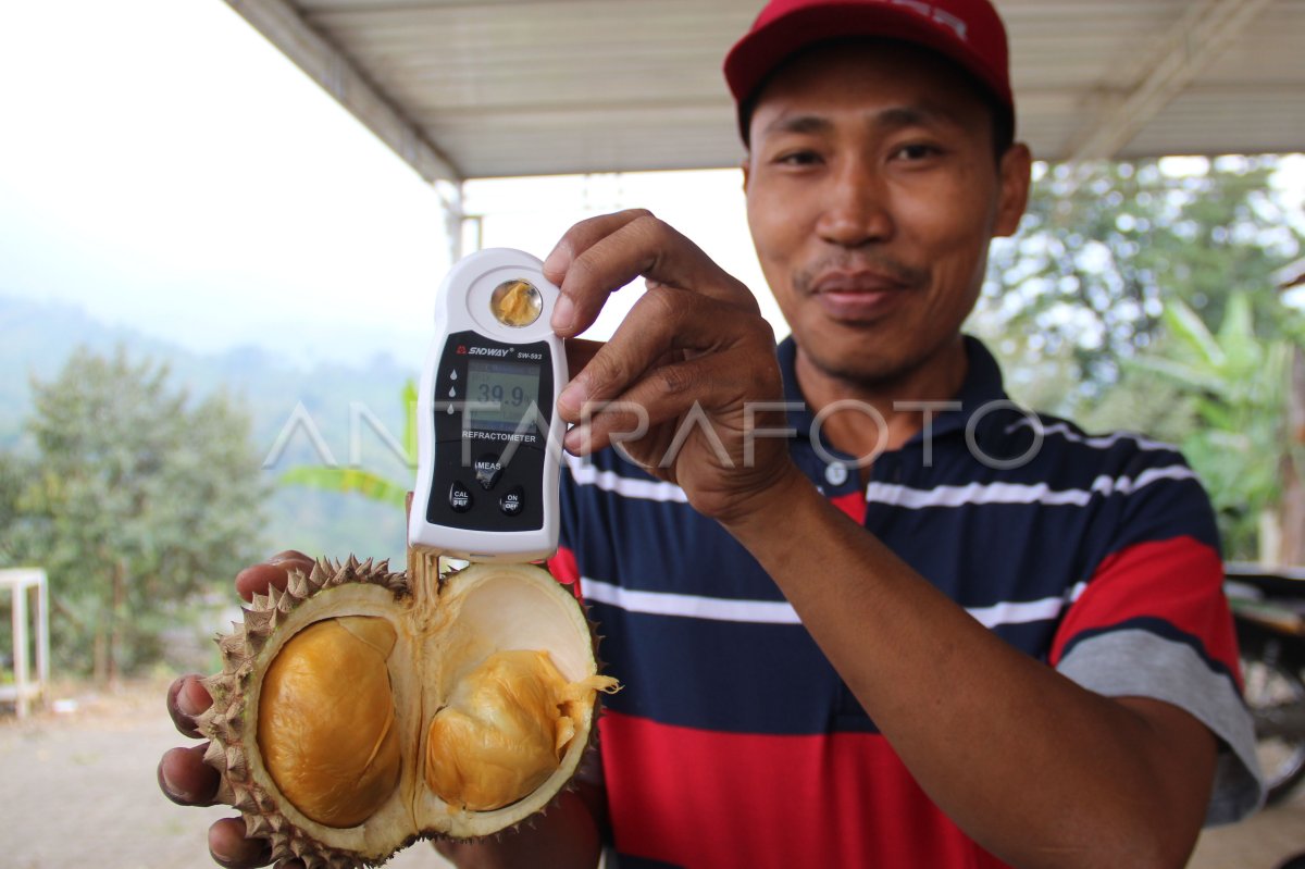 Budi daya durian duri hitam di Jombang | ANTARA Foto