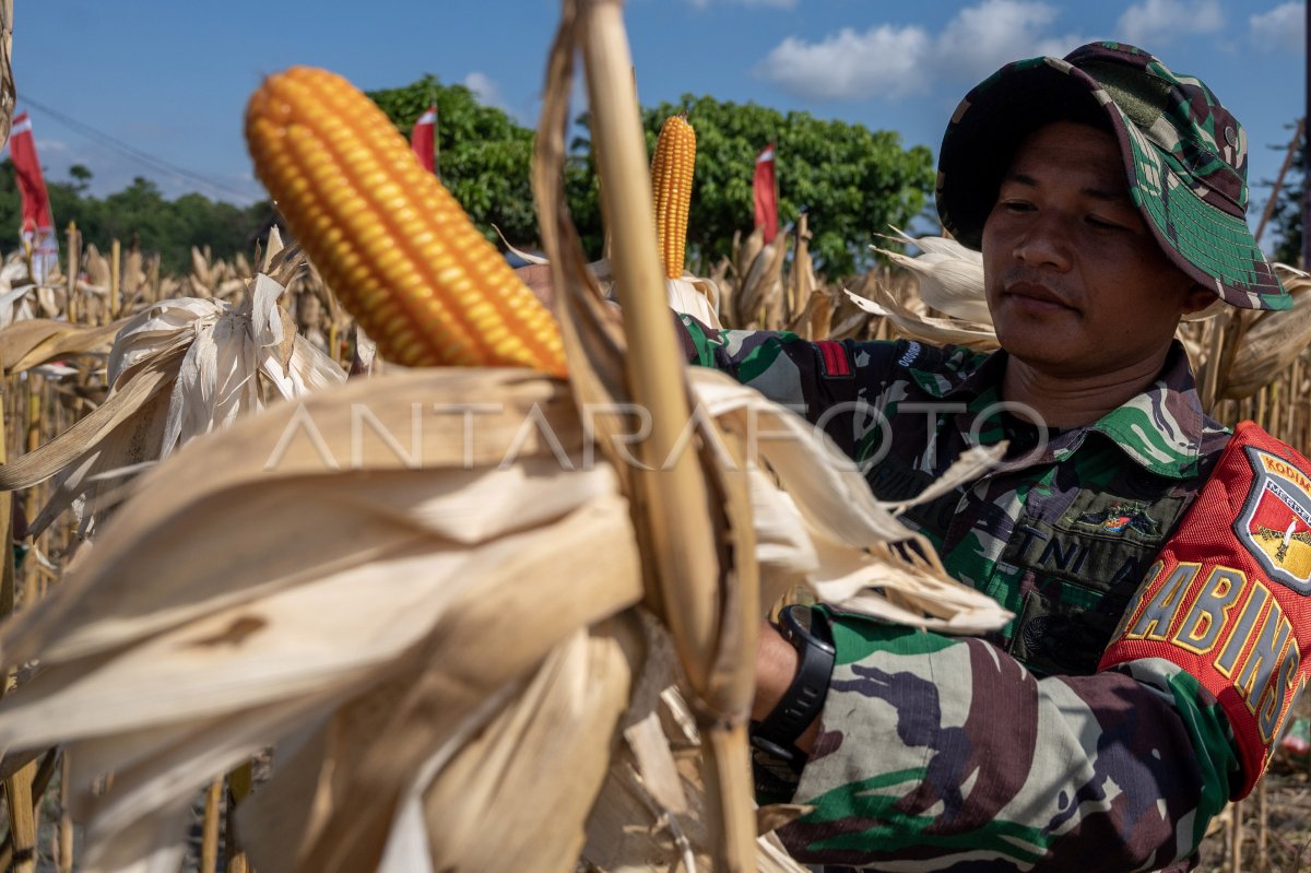 TNI AD dukung ketahanan pangan | ANTARA Foto